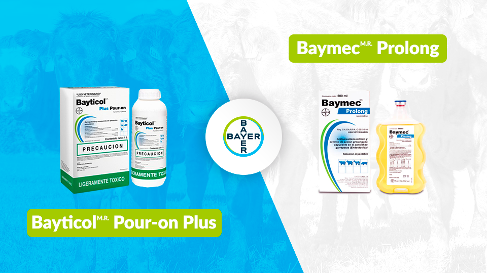 Testimonio de uso de Bayticol Pour on y Baymec Prolong para el control ...