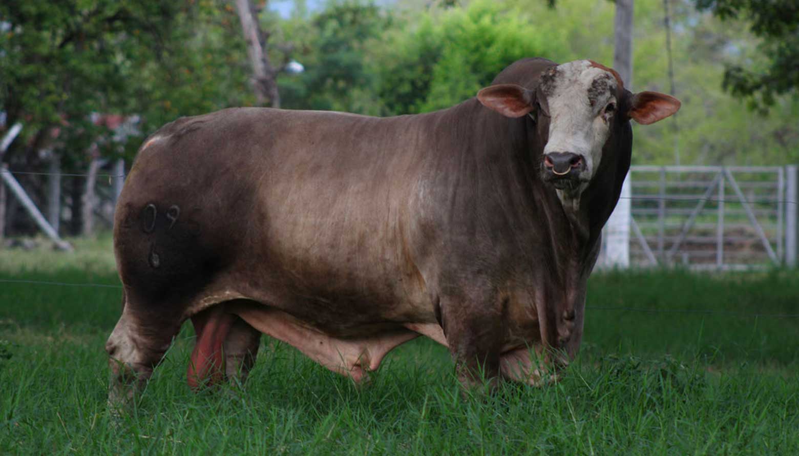 Desarrollo de índices de selección como evaluaciones genéticas en ...