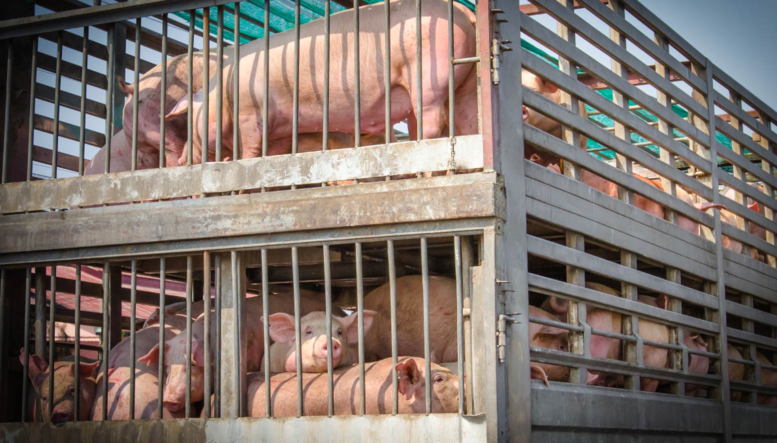 Consideraciones sobre el transporte de cerdos