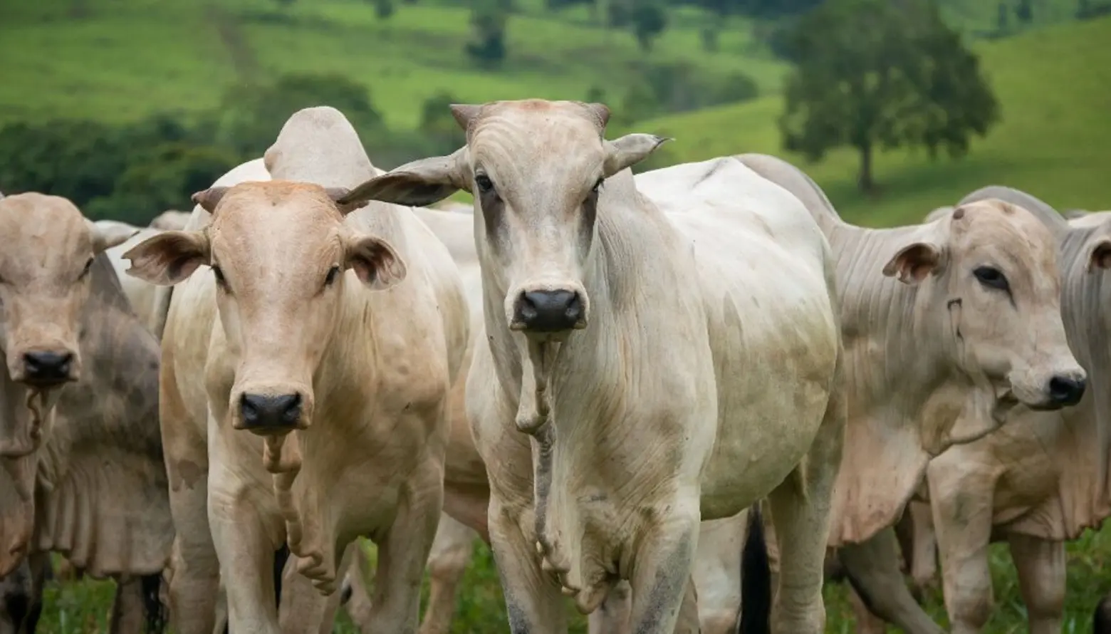 La ganadería y la sostenibilidad, una pequeña reflexión